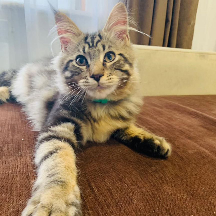 Котята мейн-кун