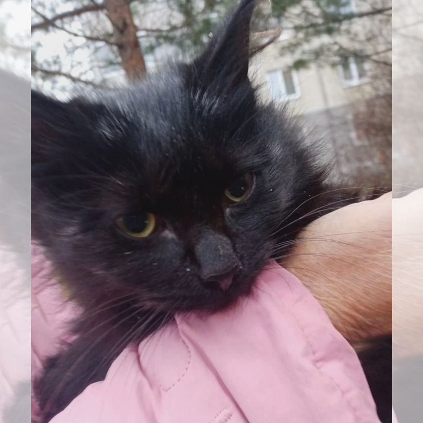 Кошечке нужна передержка или дом