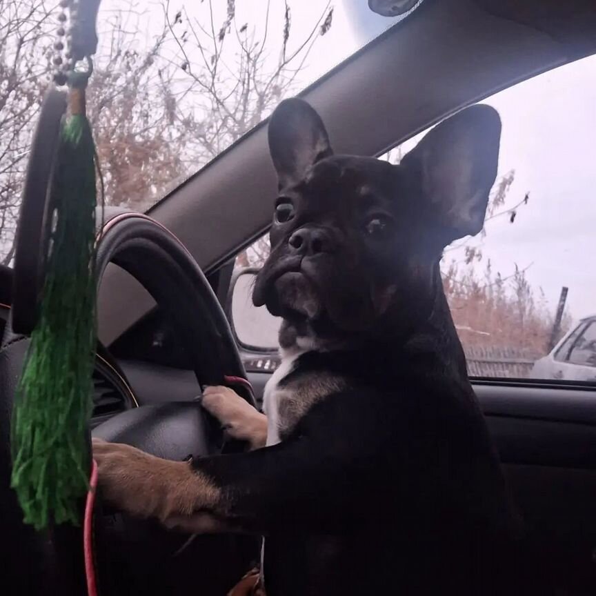 Французский бульдог, щенок