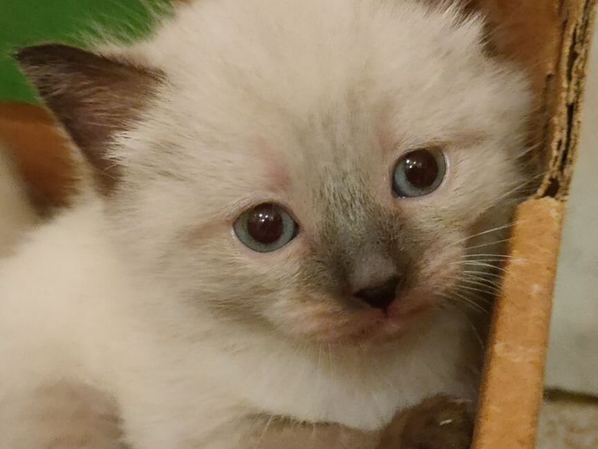 Тайские котята
