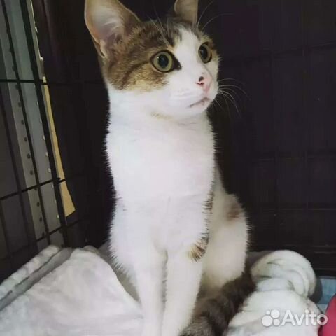 Котик Веньчик