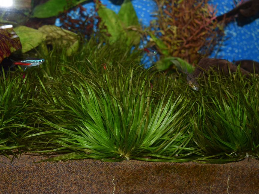 Аквариумные растения