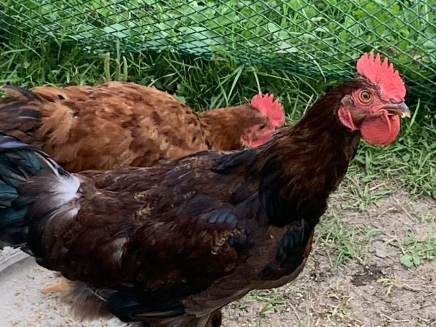 Молодые петушки от домашних кур