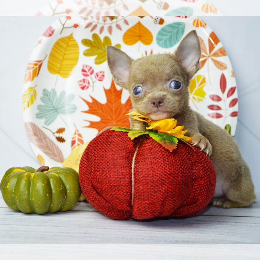 Редкие малыши чишки