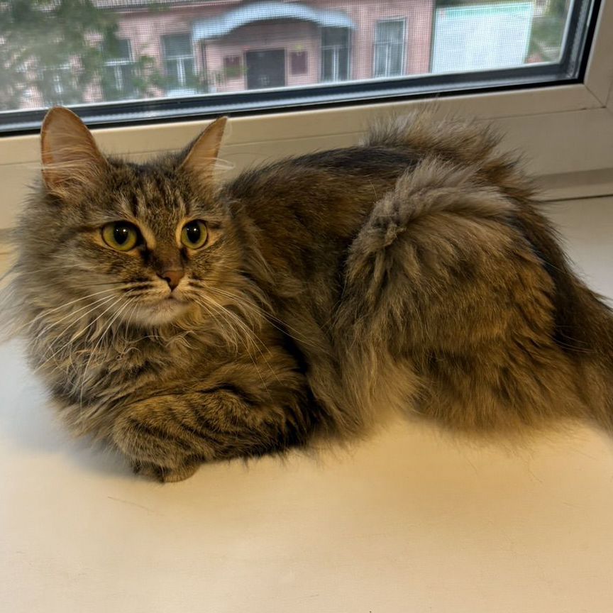 Кошка