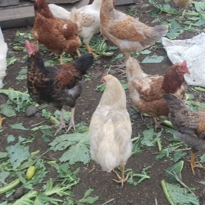 Продажа кур несушек