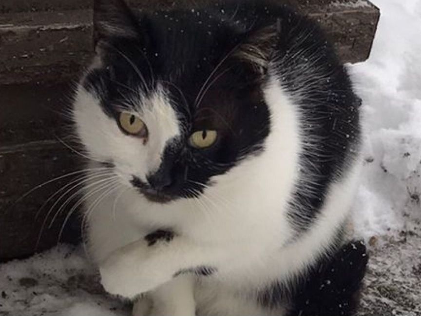 Кошечка из леса