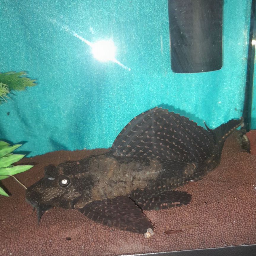 Сом(птеригоплихт парчовый)