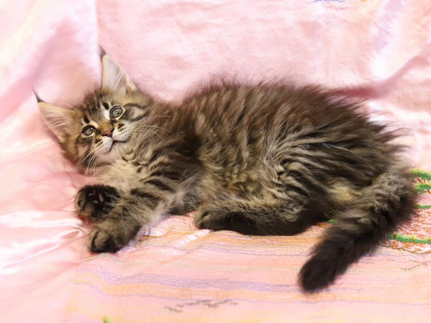 Котята мейн-кун