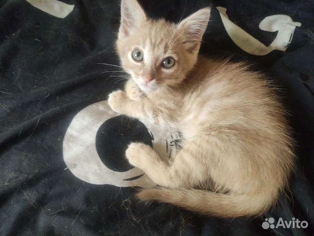 Котенок ищет дом