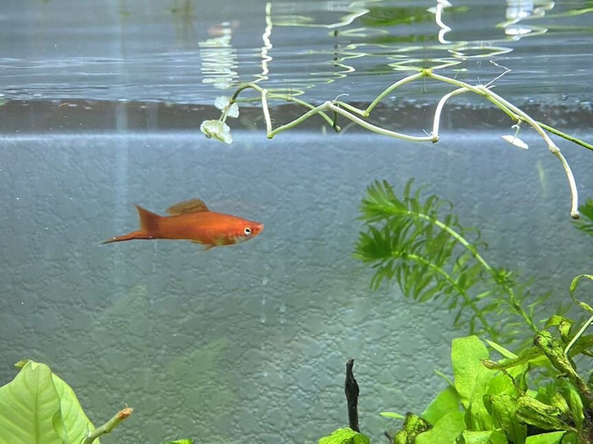 Меченосец самец