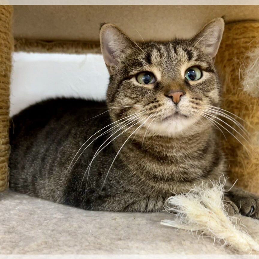 Сладкая булочка кошечка