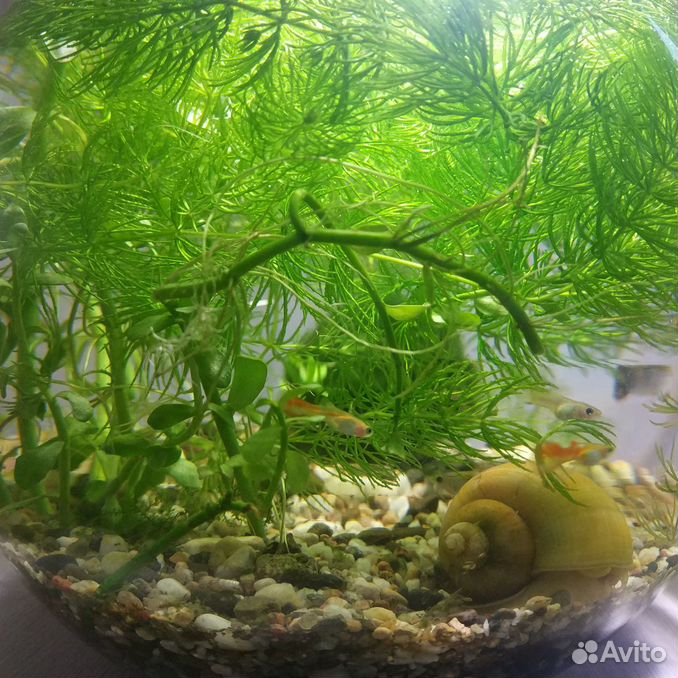 Аквариумные растения роголистник в дар