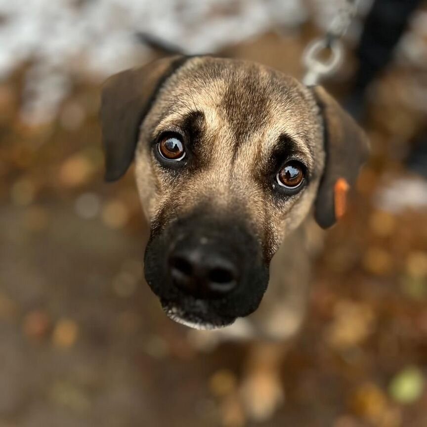 Отдадим собаку