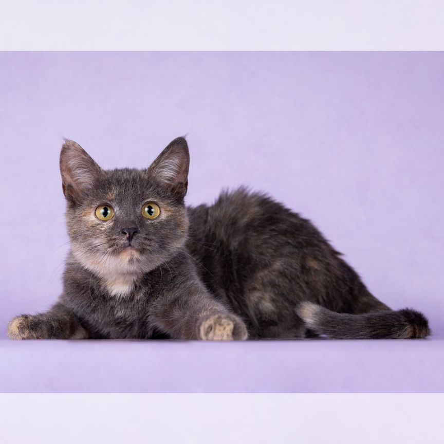 Котёнок из приюта