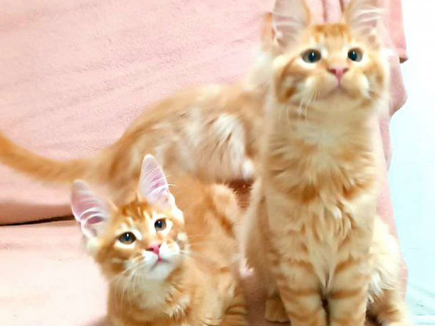Котик куноребенок крупный котенок мейн кун