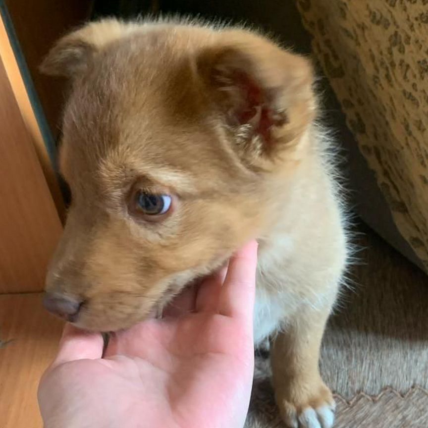 Отдам в добрые руки щенка, мальчик