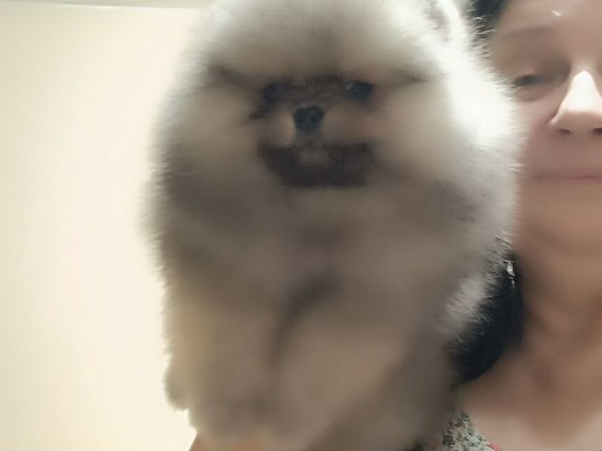 Померанец Вашей мечты