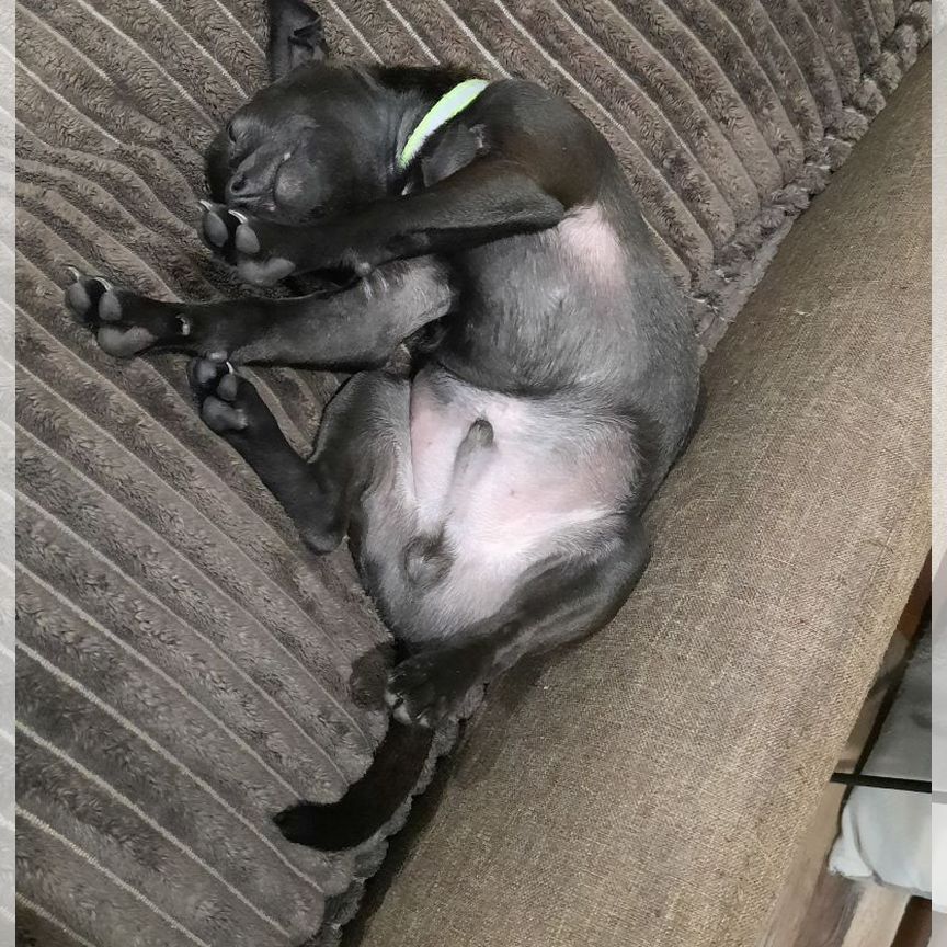 Русский той-терьер, щенок