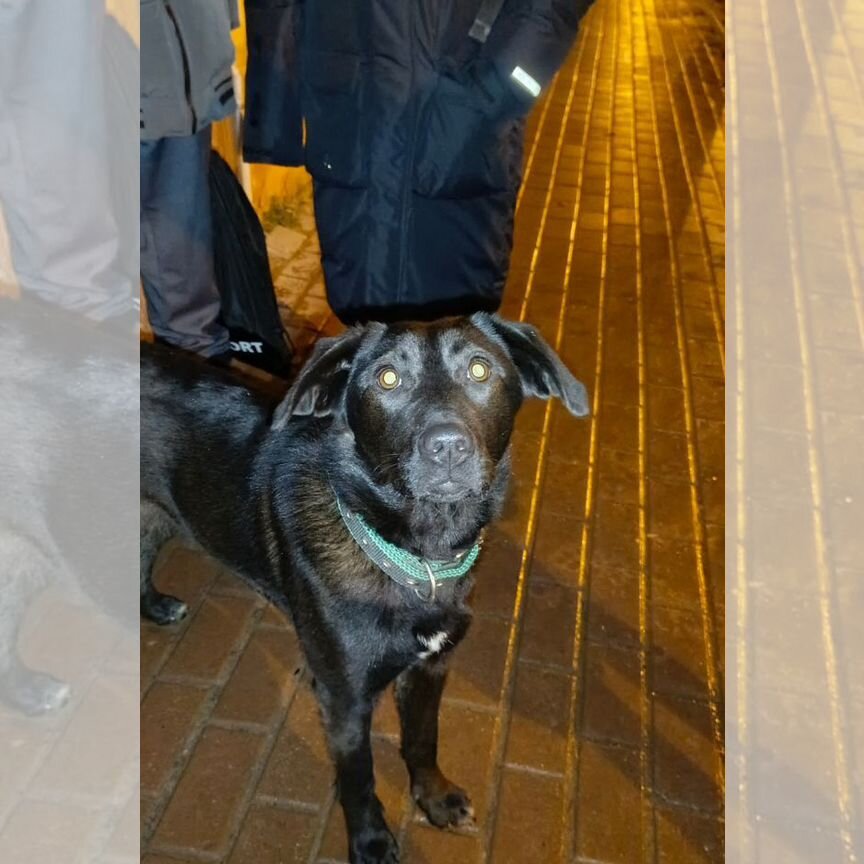 Взрослая собака в добрые руки