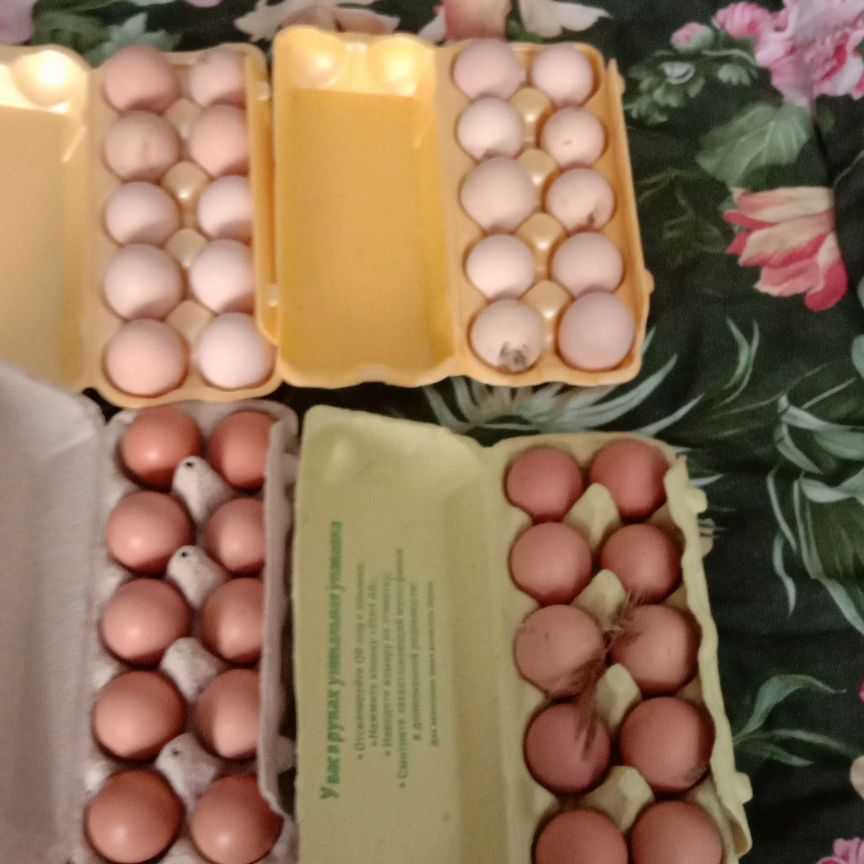 Яйцо куриное