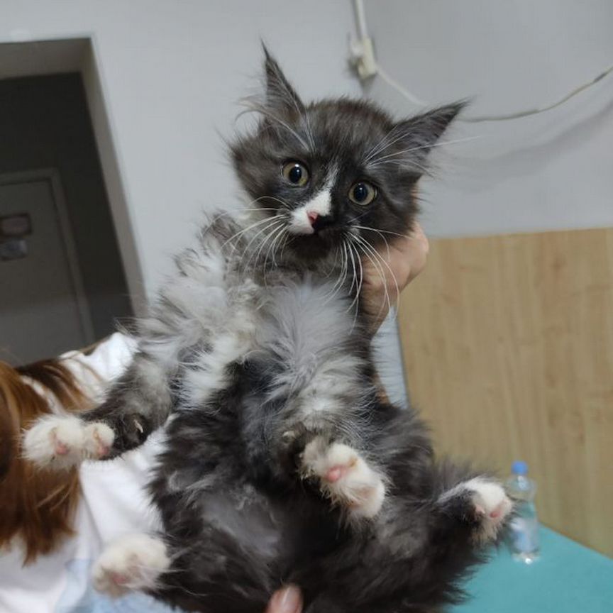 Котята родились на территории церкви