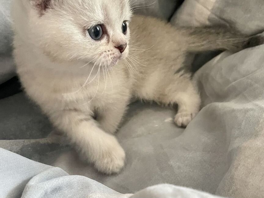 Шотландский вислоухий котик