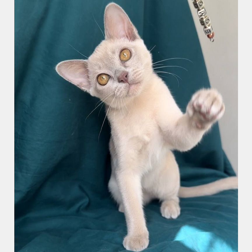 Бурманская лиловая