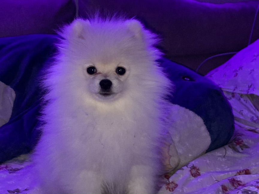 Померанский шпиц мини