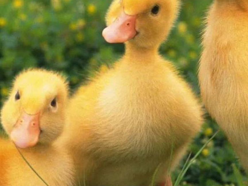 Утята "Черри-Велли* суточные и подрощенные