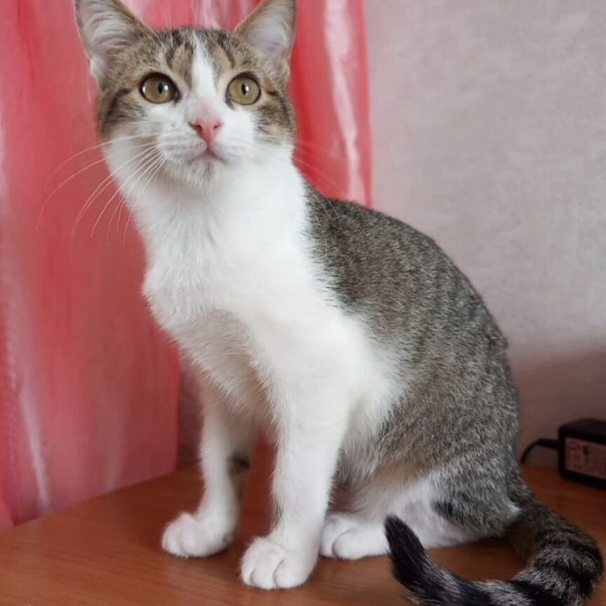 Котята ищут дом