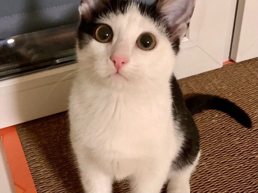 Котенок ищет дом