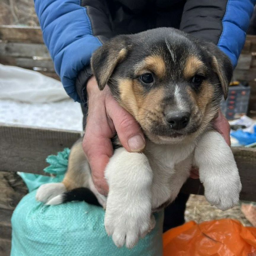 Щенок в добрые руки