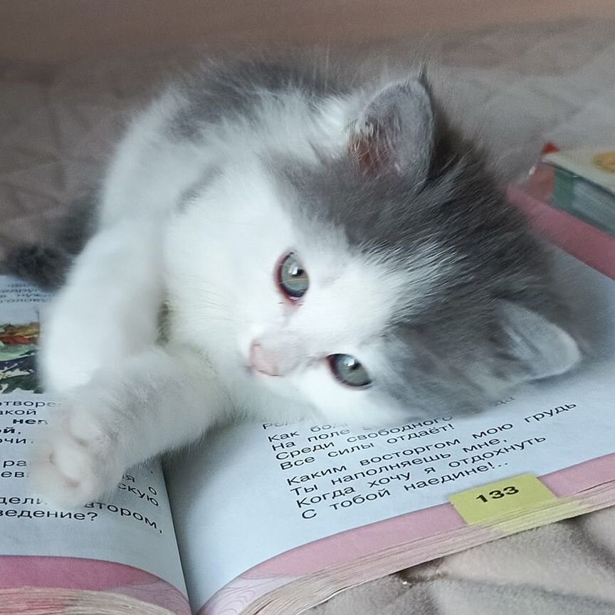 Котёнок, мальчик