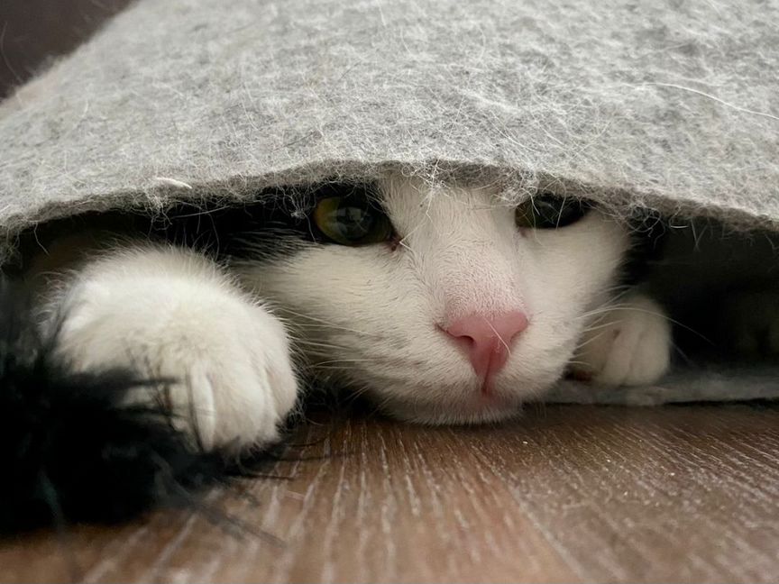 Нежный котик Тимоша ищет дом