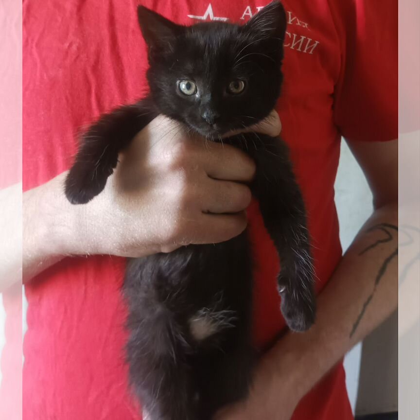 Котёнок в добрые руки