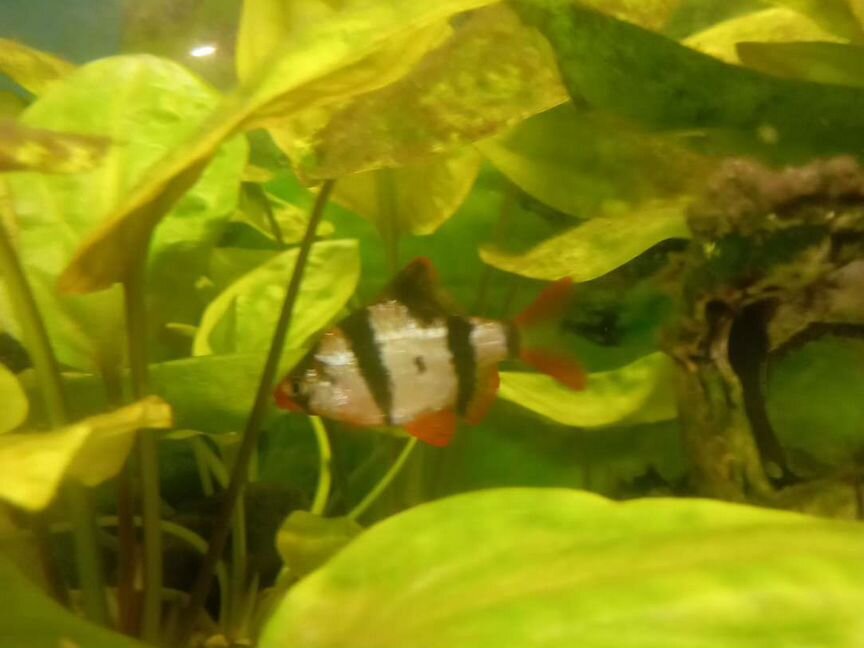 Барбус самец жби