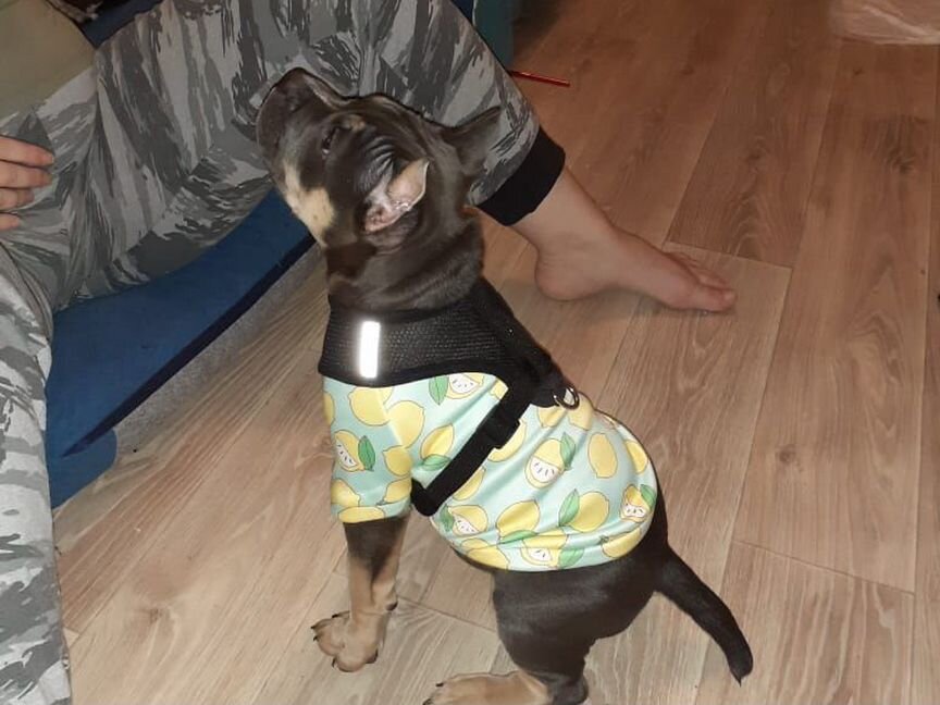 Одежда для собак