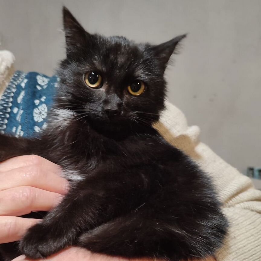 Котенок черный