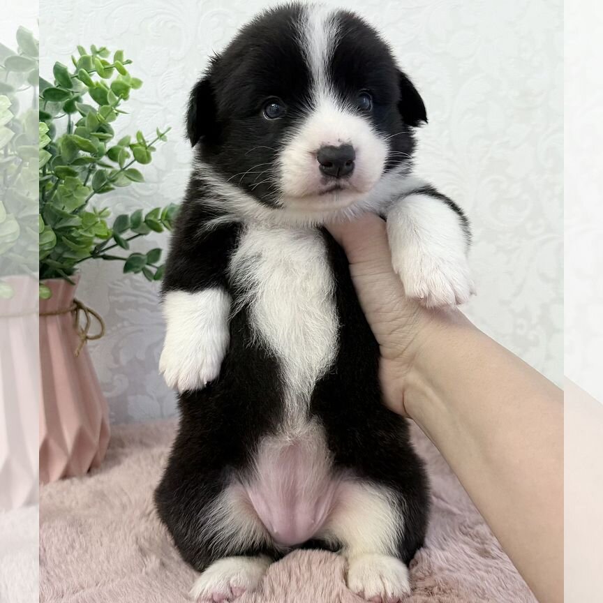 Вельш Корги Кардиган, щенок