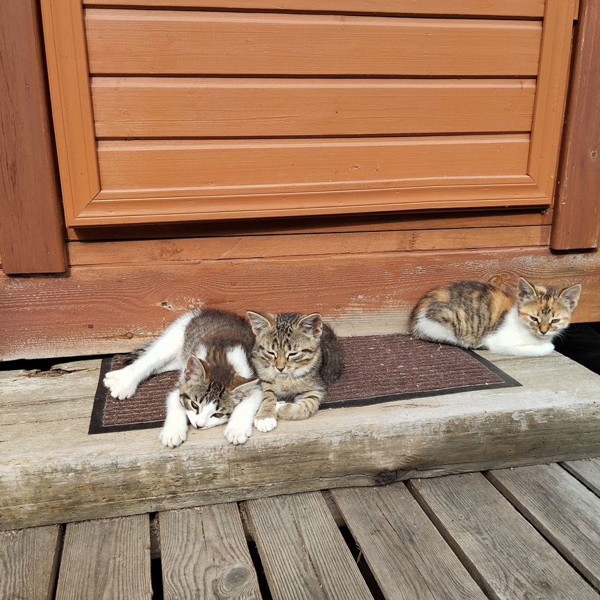 Котята в добрые руки