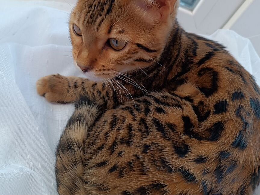 Котята