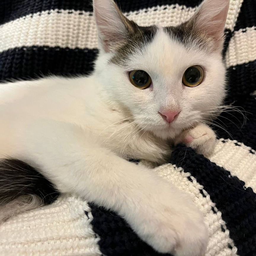 Ласковый котенок в добрые руки