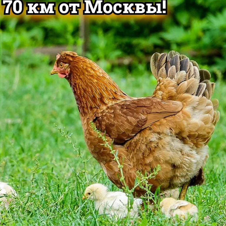 Курица домашняя живым весом / Курицы несушки
