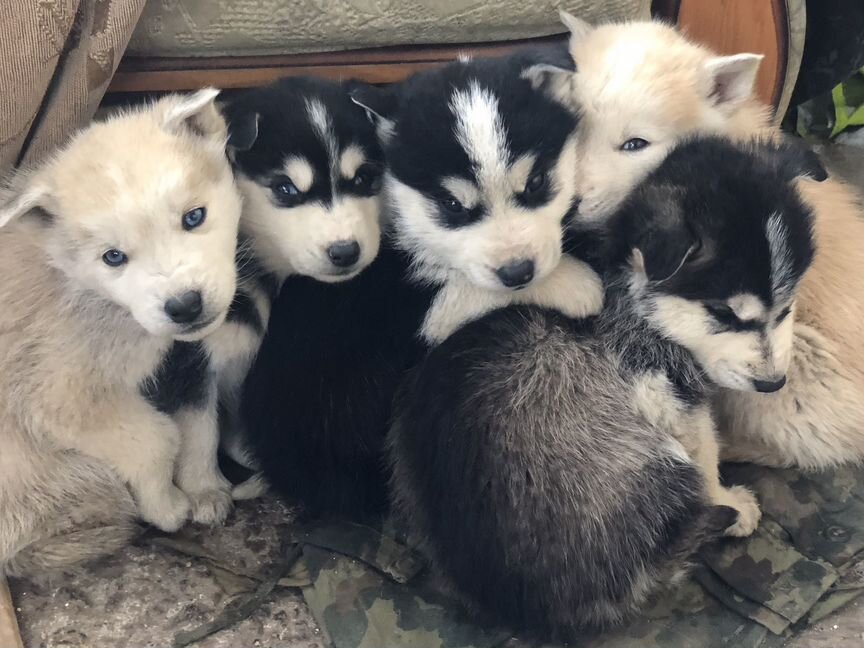 Отдам в добрые руки помесь Хаски и Алабая