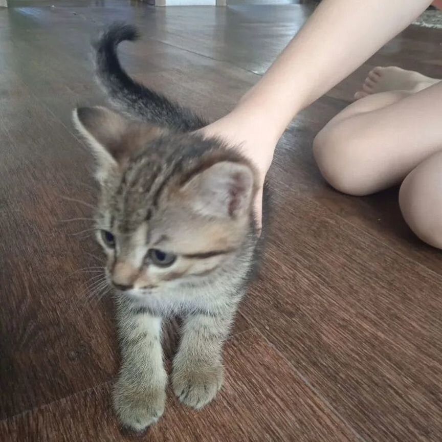 Сибирский котёнок