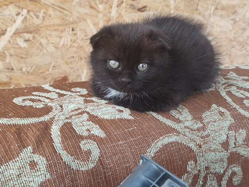 Котята вислоухие чёрные и белые