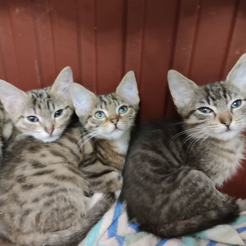 Котята в добрые руки бесплатно