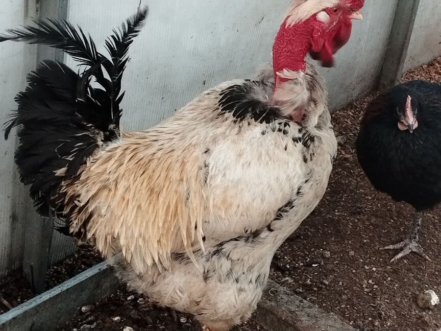 Домашняя птица