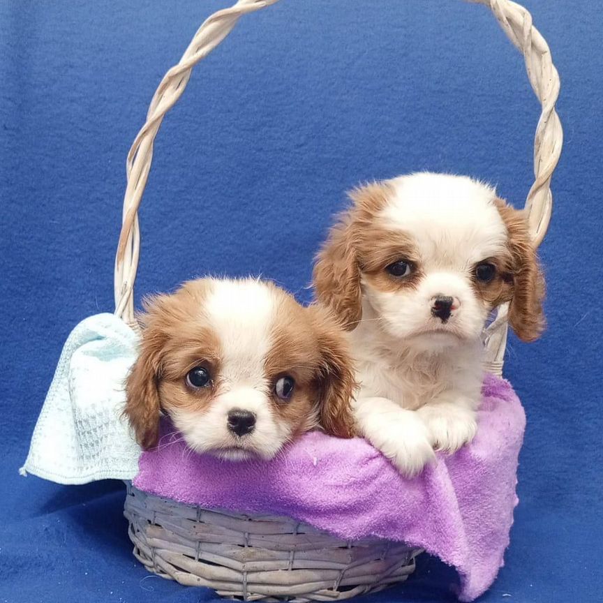 Кавалер Кинг Чарльз